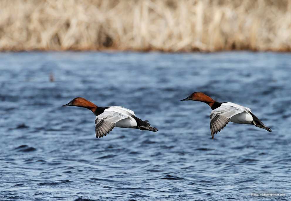 Canvasback | Ducks Unlimited